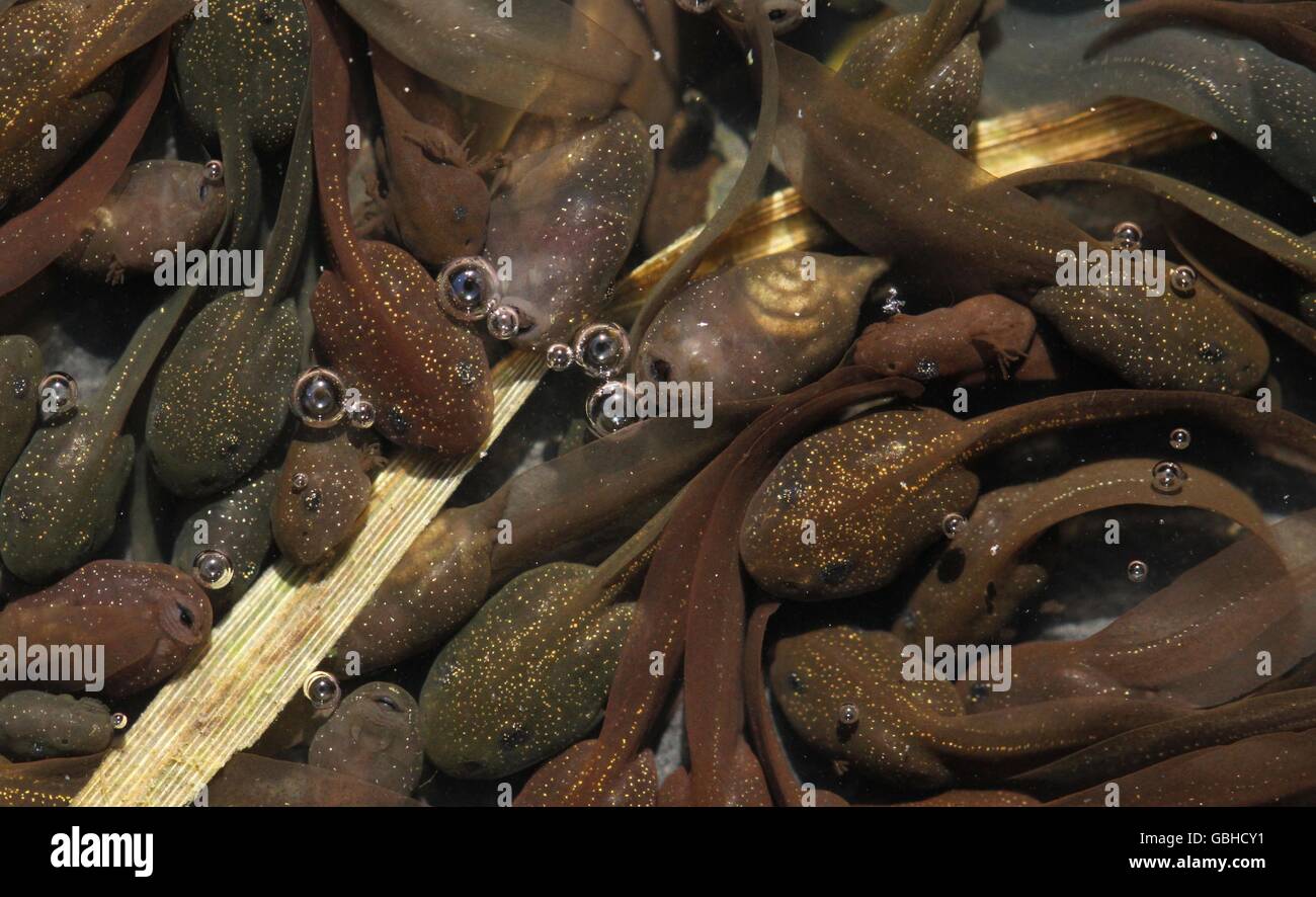 Tadpoles of common frog Rana temporaria in Finland Stock Photo - Alamy