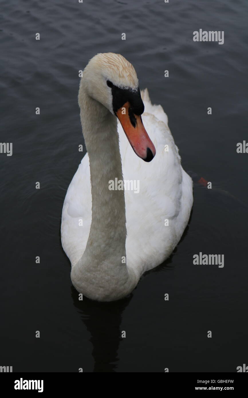 A swan on the Norfolk Broads Stock Photo - Alamy