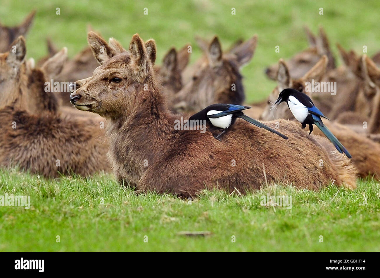 Magpies bird hi-res stock photography and images - Alamy