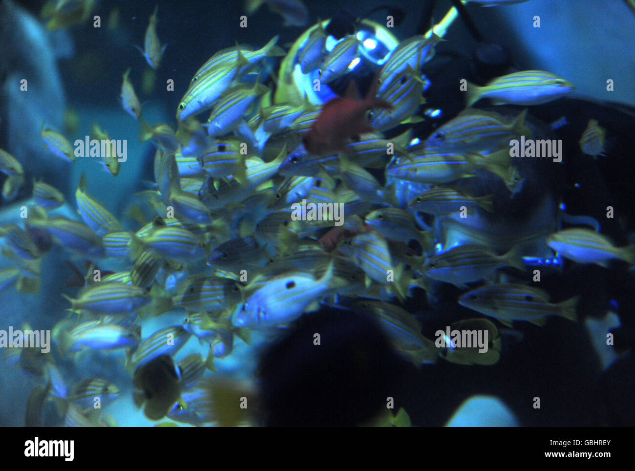 Sea Life London Aquarium. A diver feeds tropical fish at the Sea Life ...