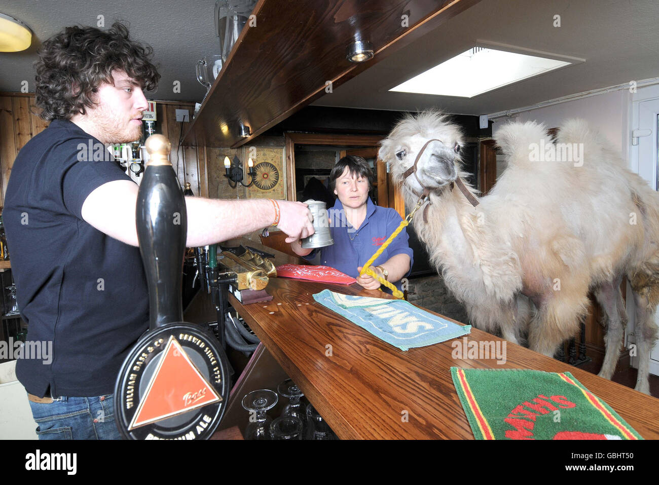 Beer drinking camel Stock Photo - Alamy