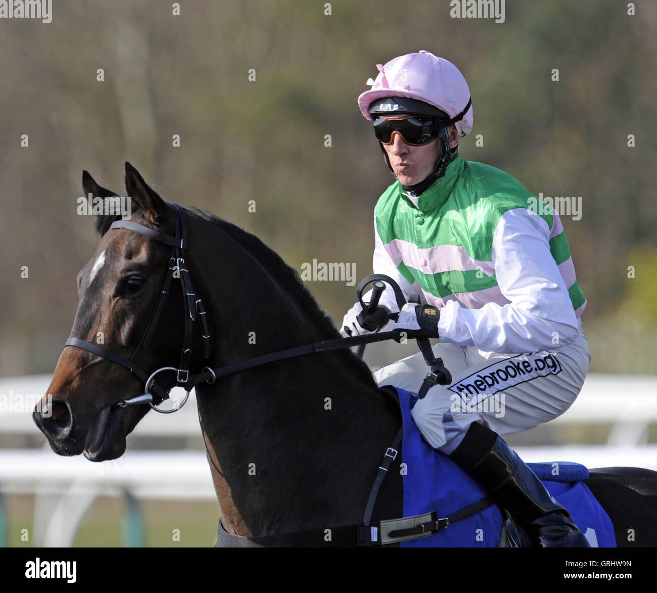 Gold Rock ridden by jockey Shane Kelly prior to the dunwoody.co.uk ...