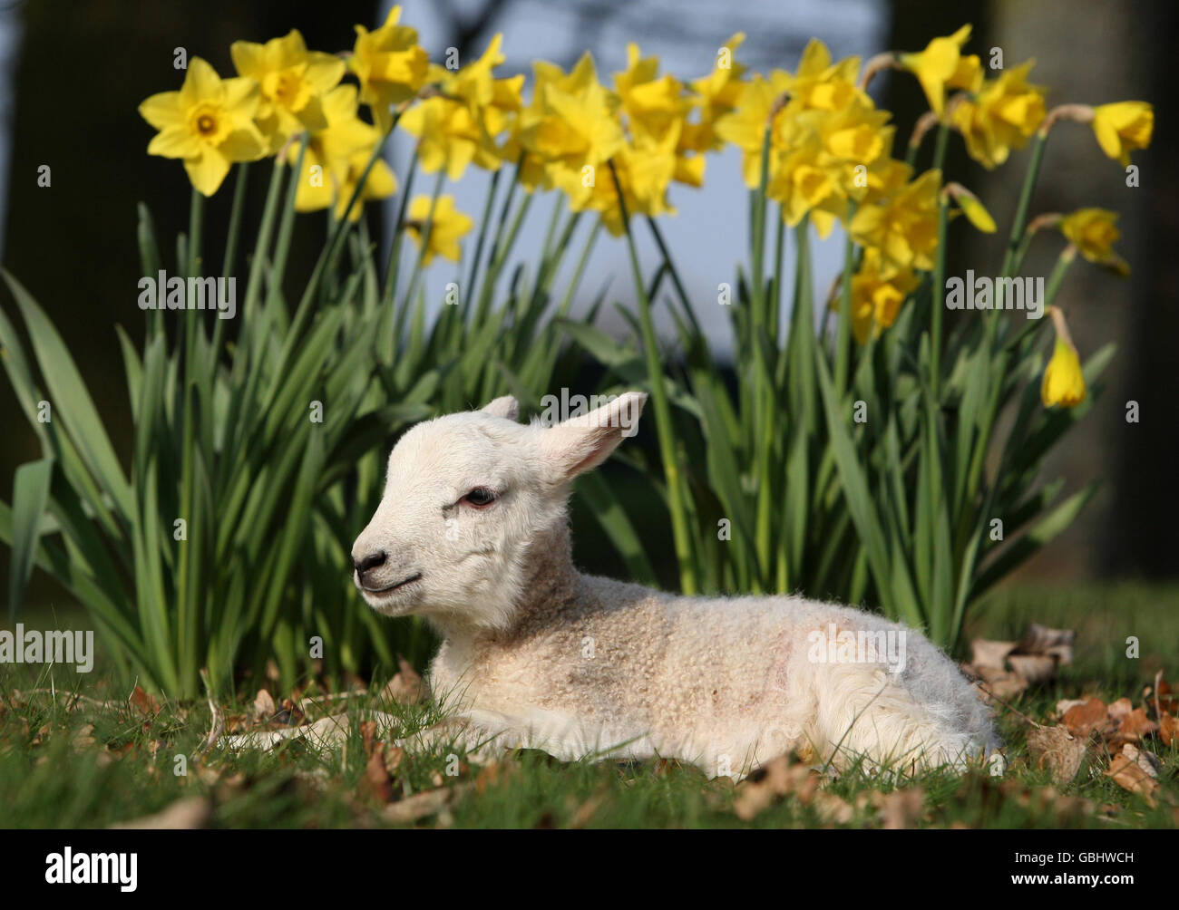 Spring lamb daffodil hi-res stock photography and images - Alamy