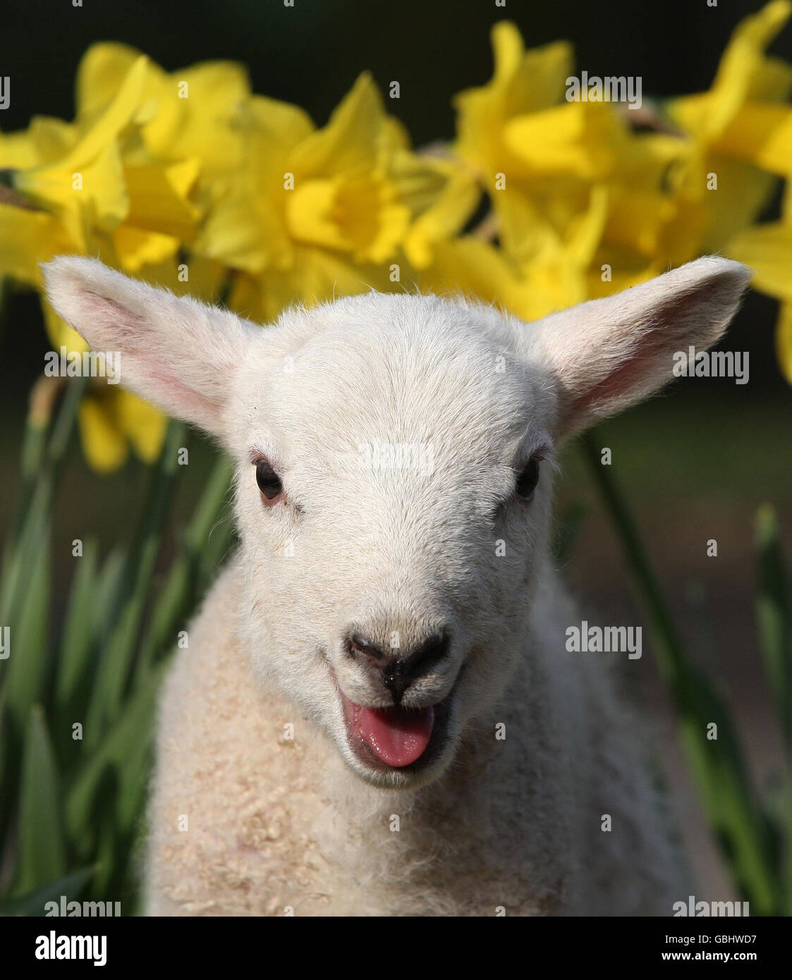 Spring lamb daffodil hi-res stock photography and images - Alamy