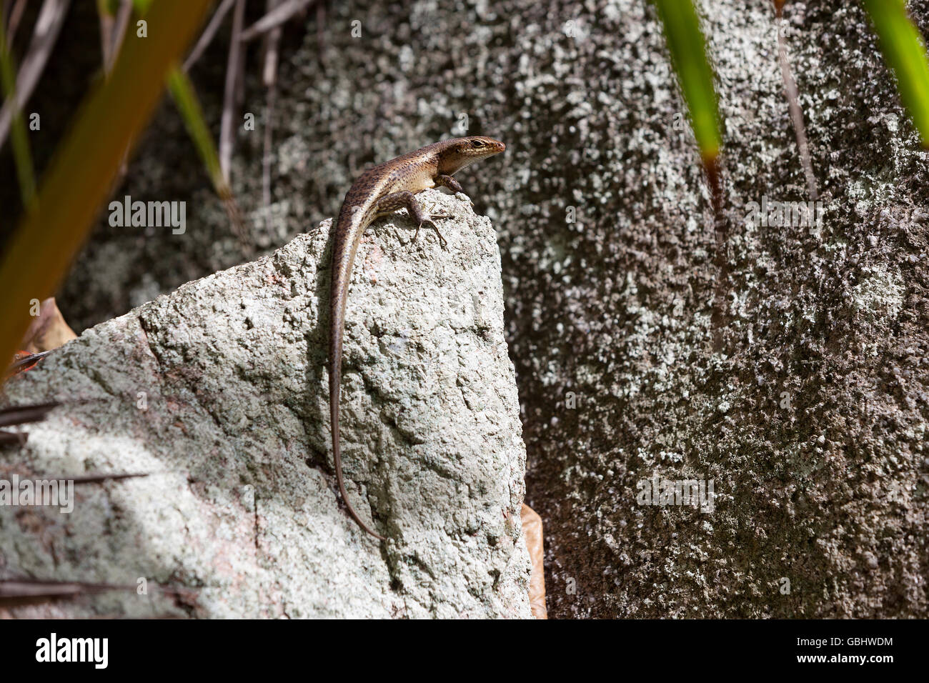 Lizard sunbathing at a rock, Seychelles Stock Photo - Alamy