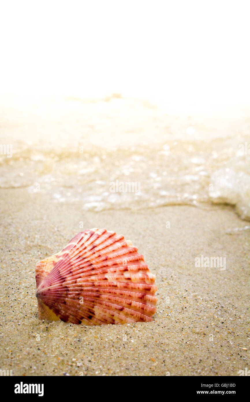 Colorful sea shell in the waves and surf at the beach Stock Photo - Alamy