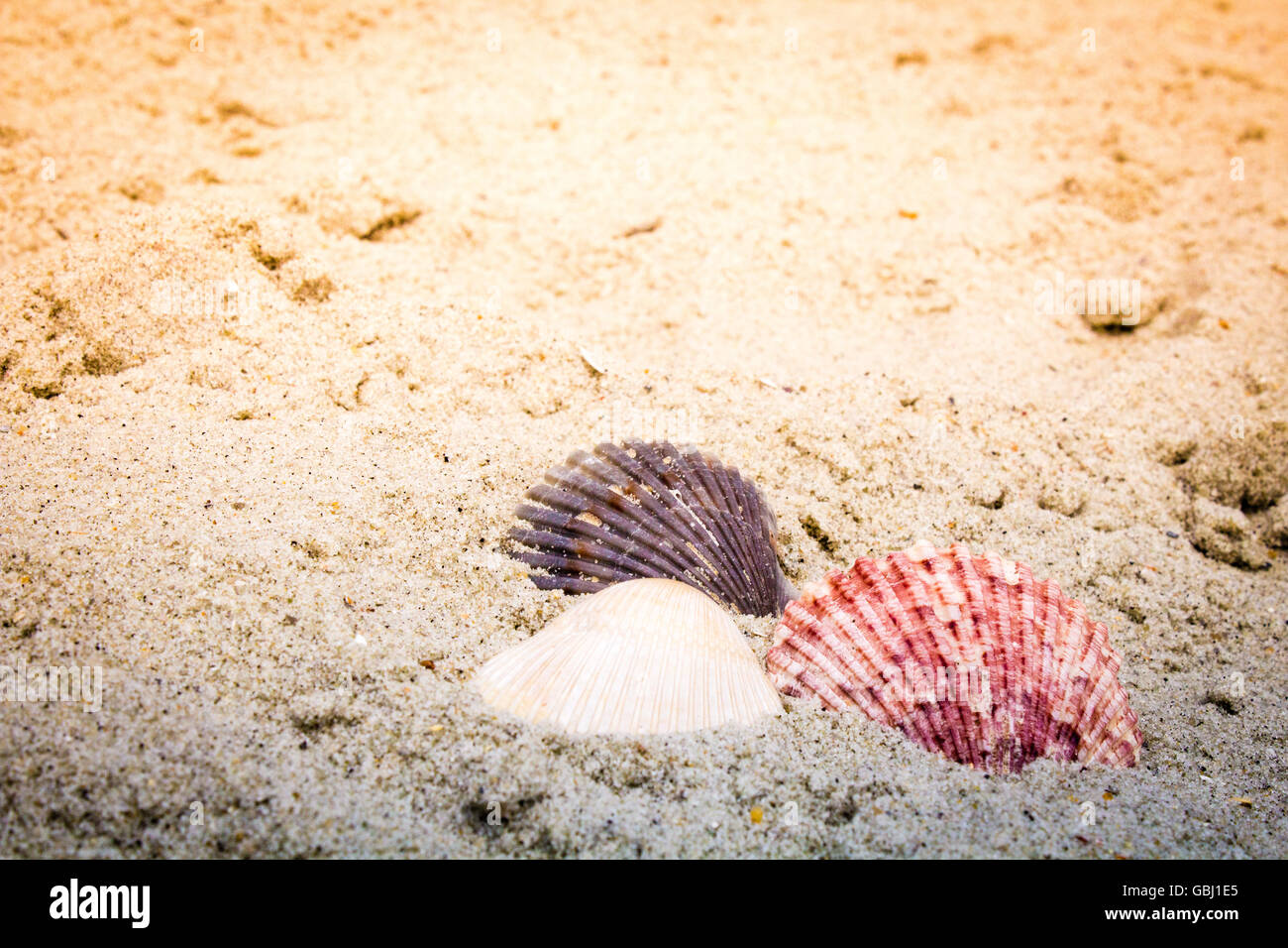 Colorful sea shells in the sand at the beach Stock Photo - Alamy