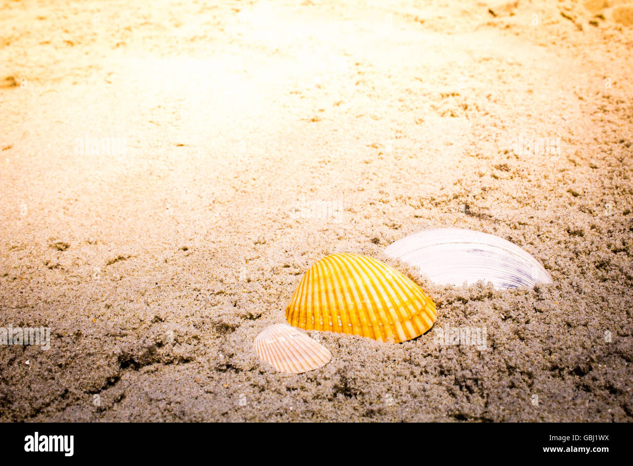 Colorful sea shells in the sand at the beach Stock Photo - Alamy
