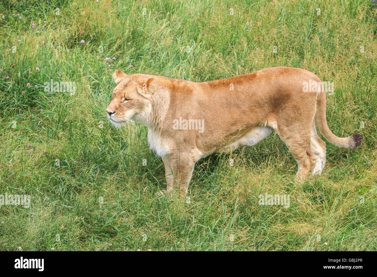 Female lion safari in Quebec, Canada Stock Photo - Alamy