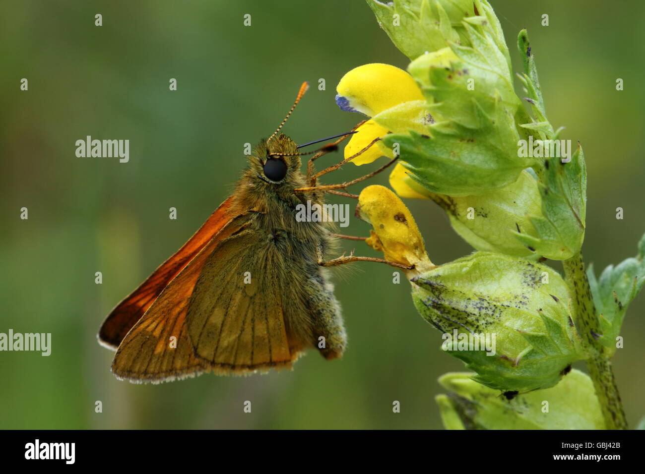 Large Skipper Butterfly Stock Photo - Alamy