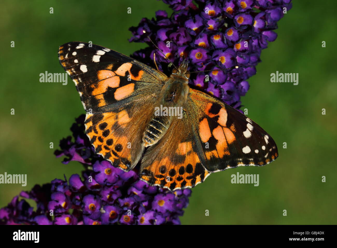 Painted lady butterfly hi-res stock photography and images - Alamy