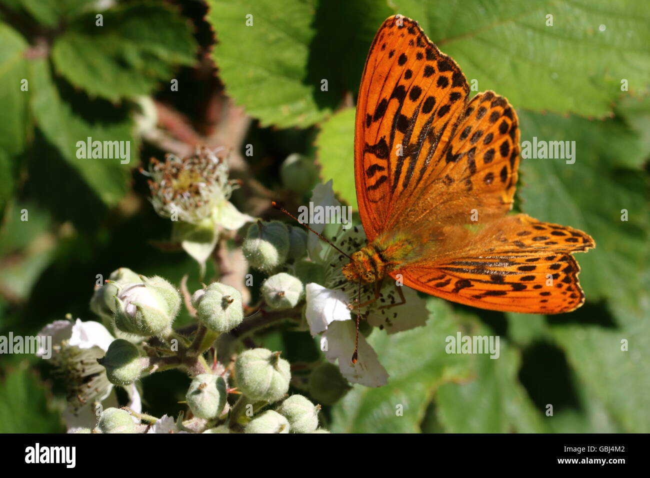 Butterflies upperside fritillary hi-res stock photography and images ...