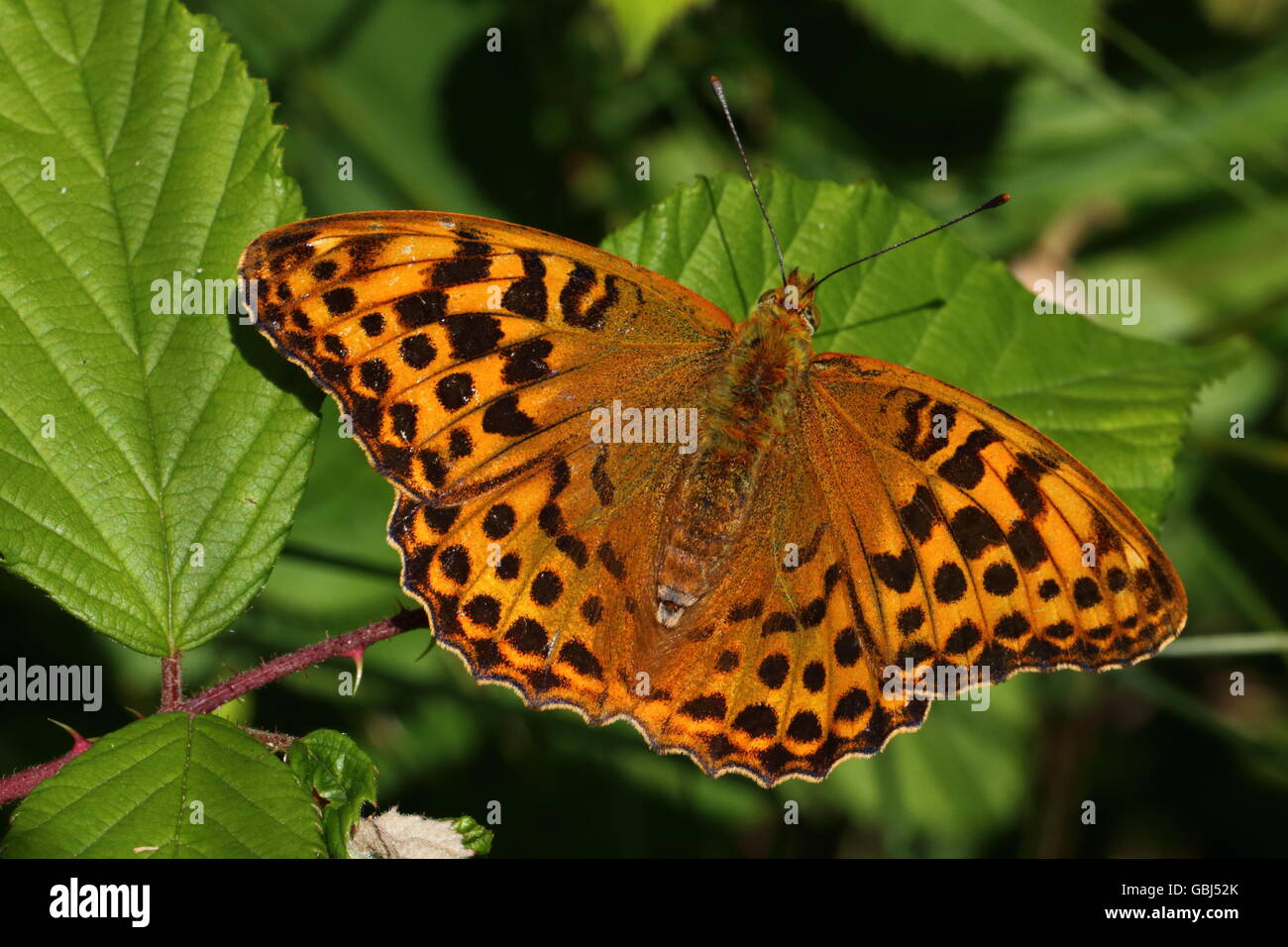 Female Silver-washed Fritillary Stock Photo - Alamy