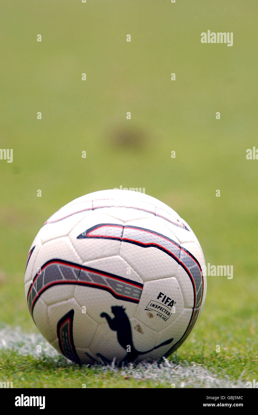 Friendly puma hi-res stock photography and images - Alamy