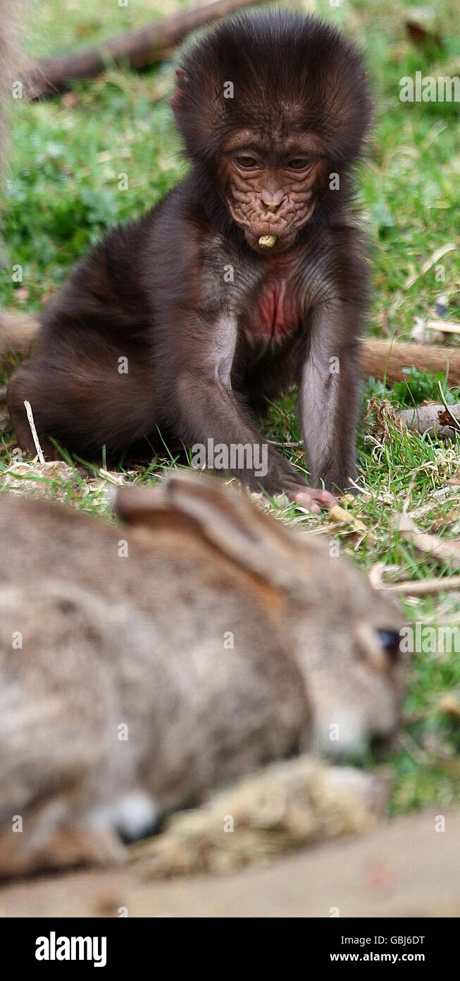 Playing zoo animals hi-res stock photography and images - Alamy