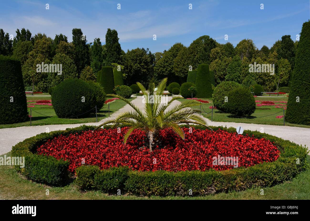 Small palm tree in Schönbrunn Garden, Vienna, Austria Stock Photo - Alamy