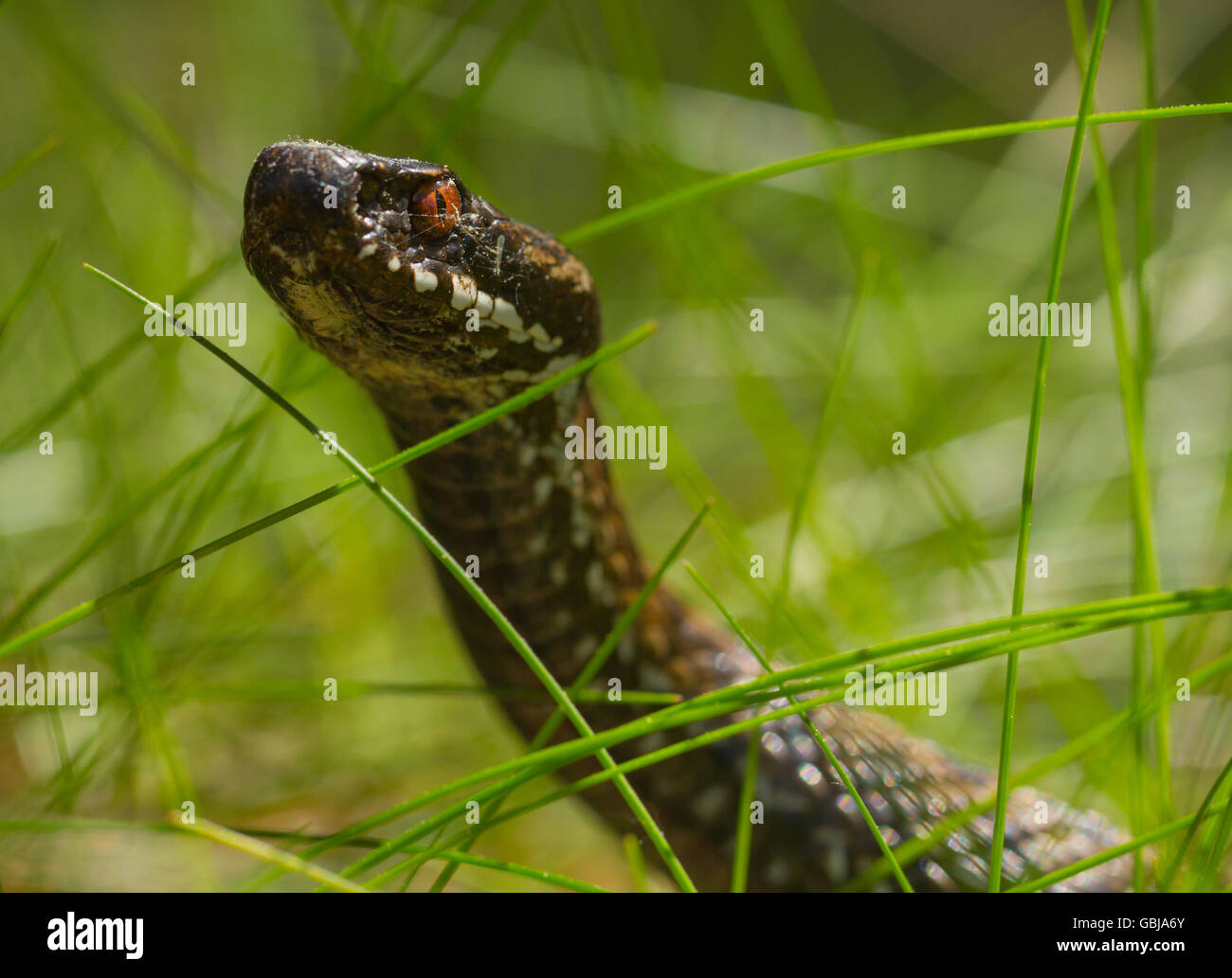 Common adder Vipera berus raising it s head in Örö Island, Finland ...