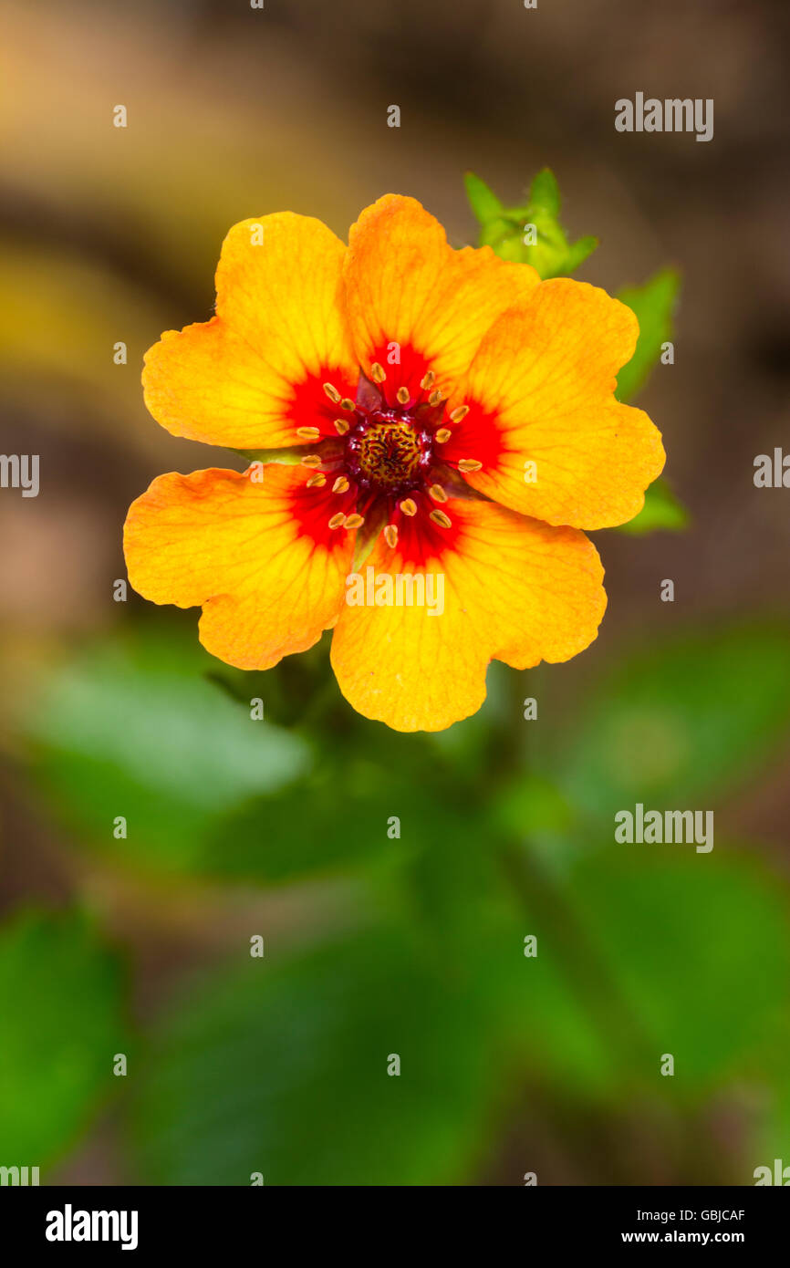 Single flower of the dwarf, spreading, summer flowering perennial ...