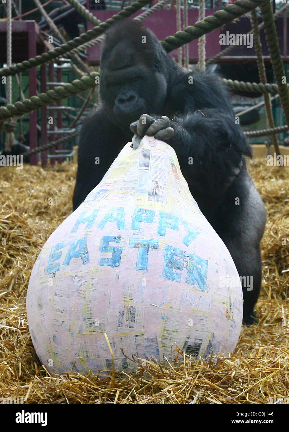 Howlett's gorilla hi-res stock photography and images - Alamy