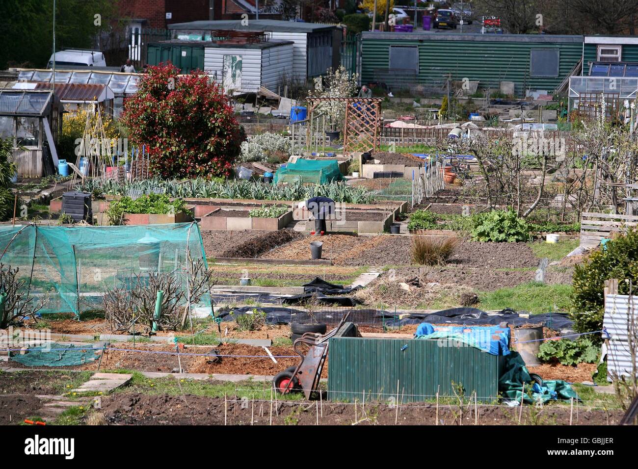 General view of allotments in Lister Drive, Liverpool Stock Photo - Alamy