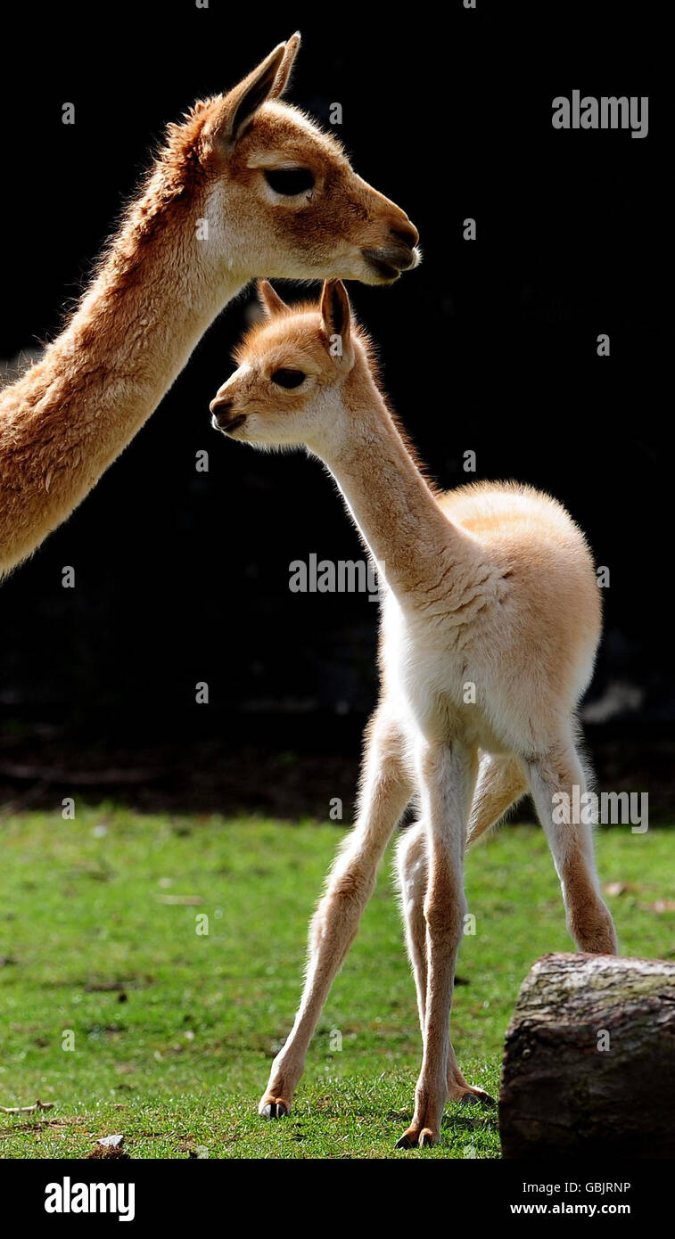 Vicuna born at Twycross Zoo Stock Photo - Alamy