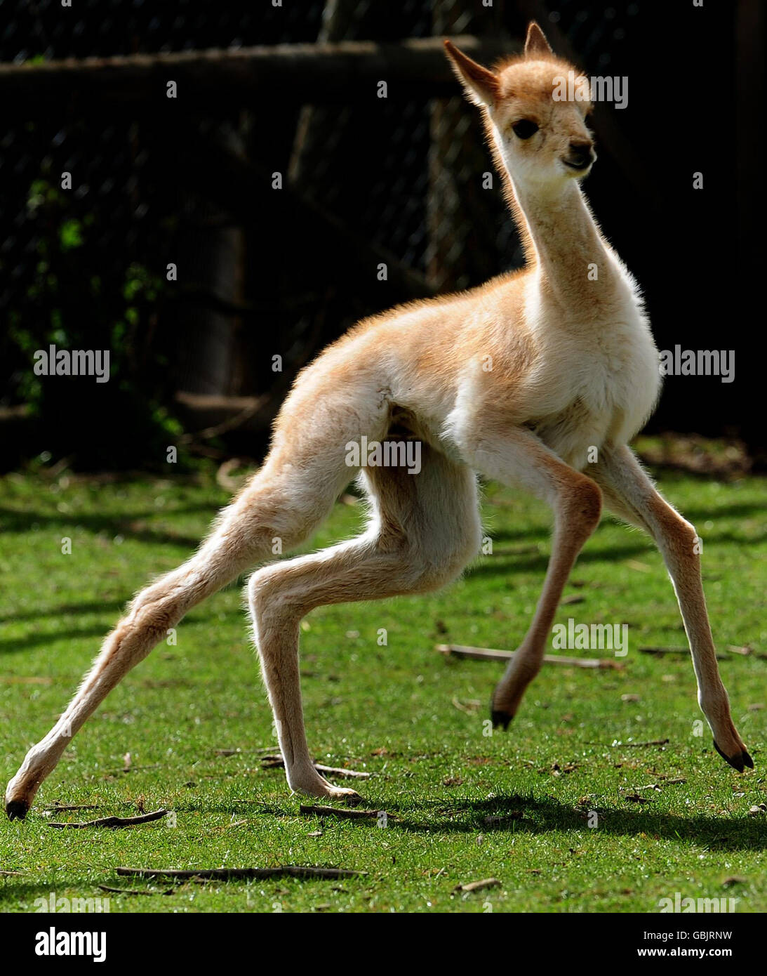 Vicuna baby hi-res stock photography and images - Alamy