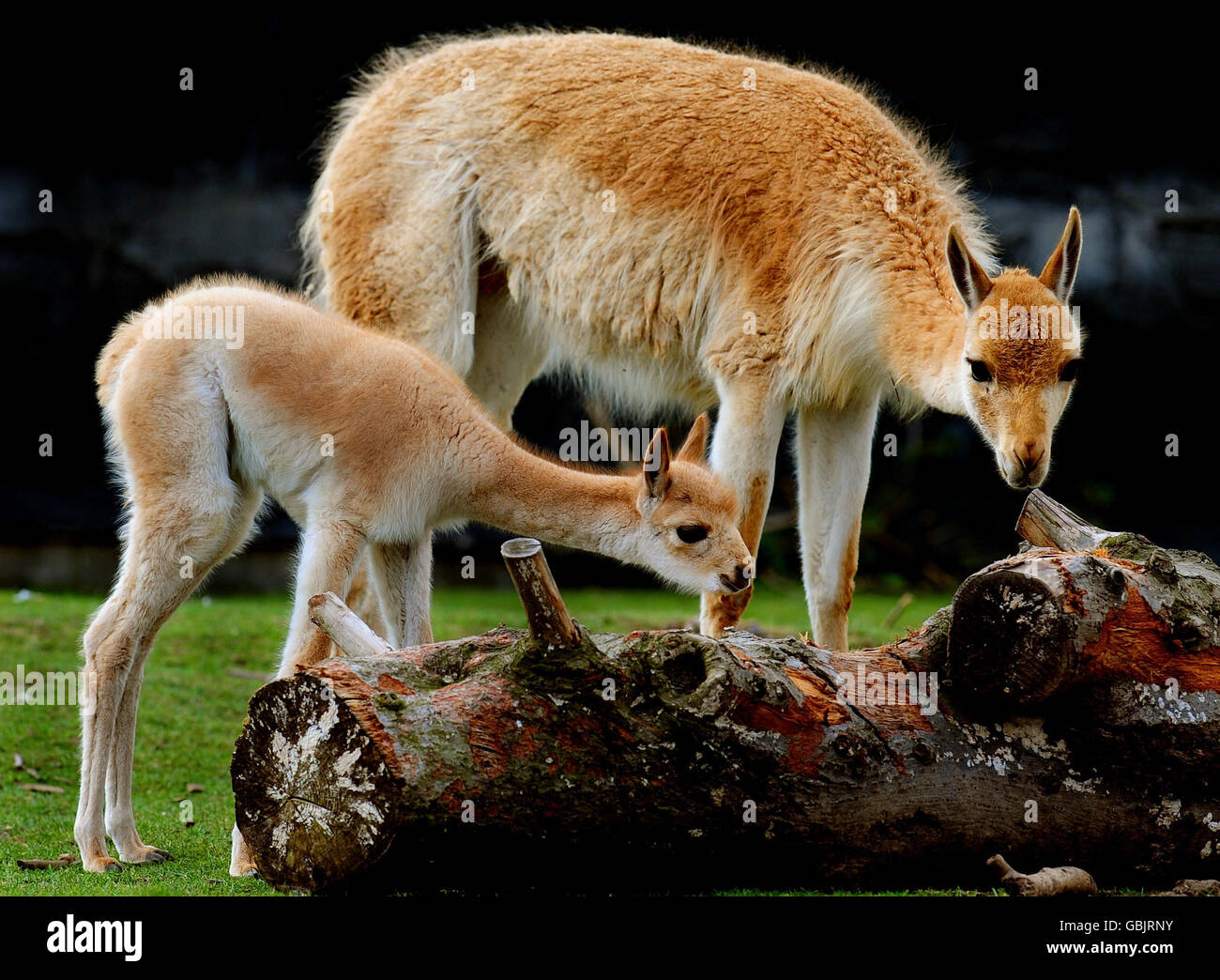 Vicuna born twycross zoo hi-res stock photography and images - Alamy
