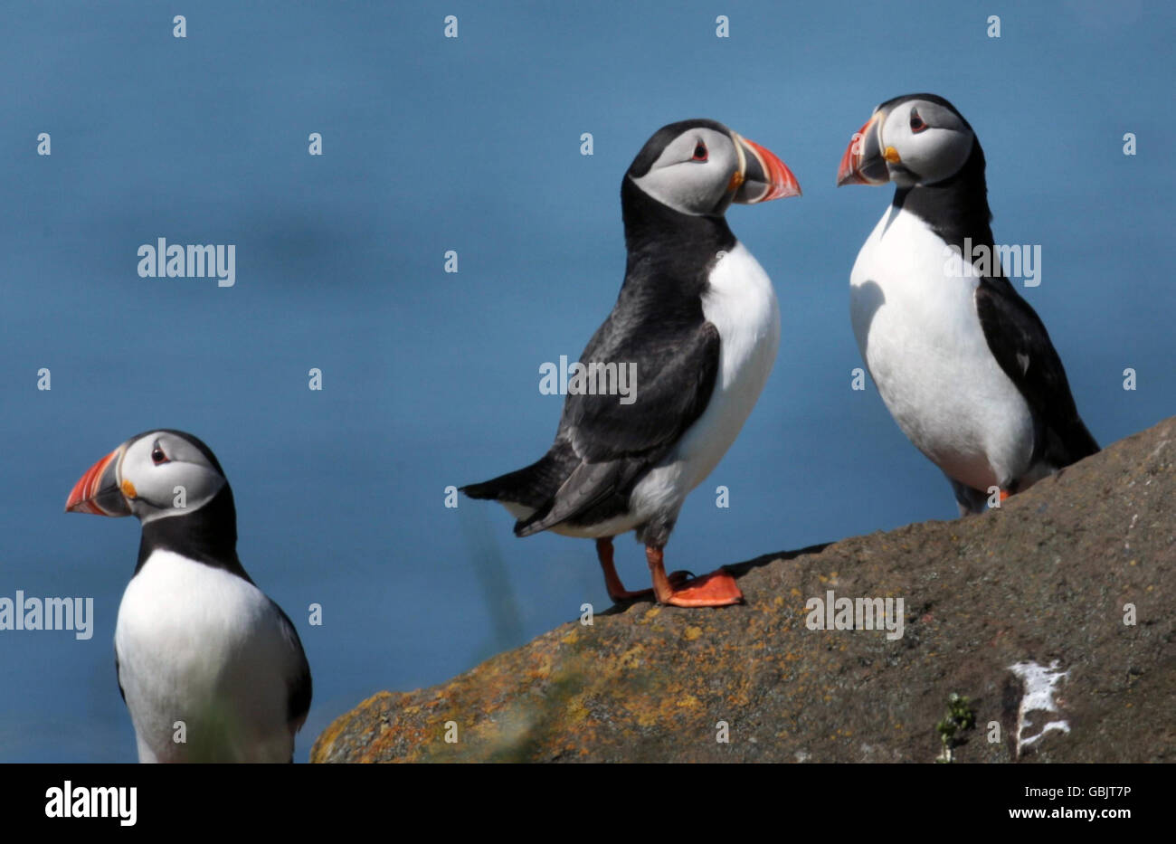 Puffins at the Seabird Centre's SOS Puffin project, a conservation ...