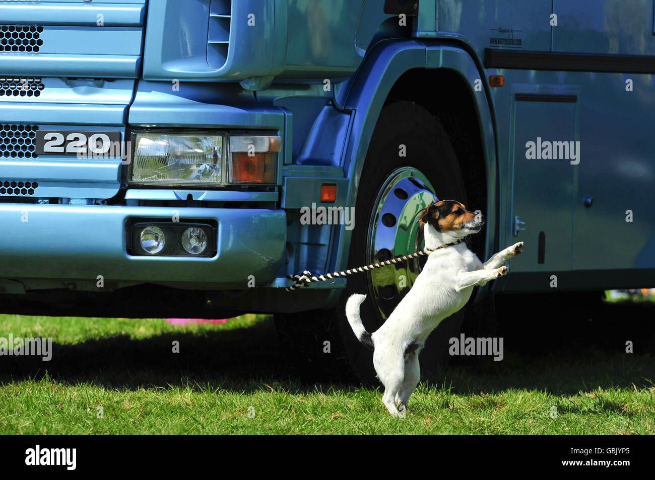 Dog horse horse hi-res stock photography and images - Alamy
