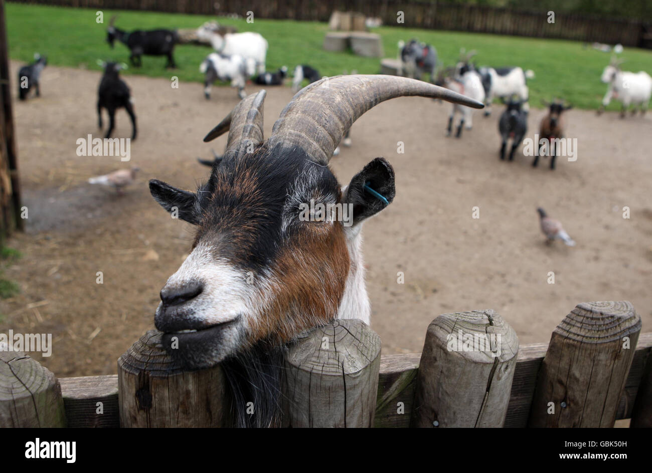 Killing a goat hi-res stock photography and images - Alamy