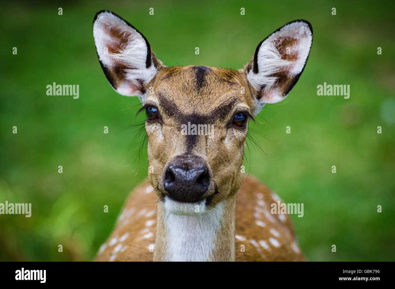 Fawn Face