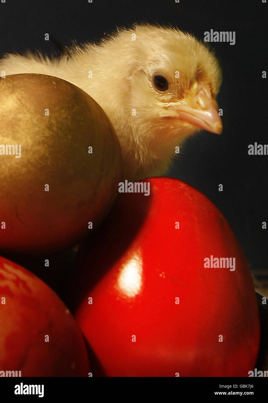 Baby chicks east links family park hi-res stock photography and images ...