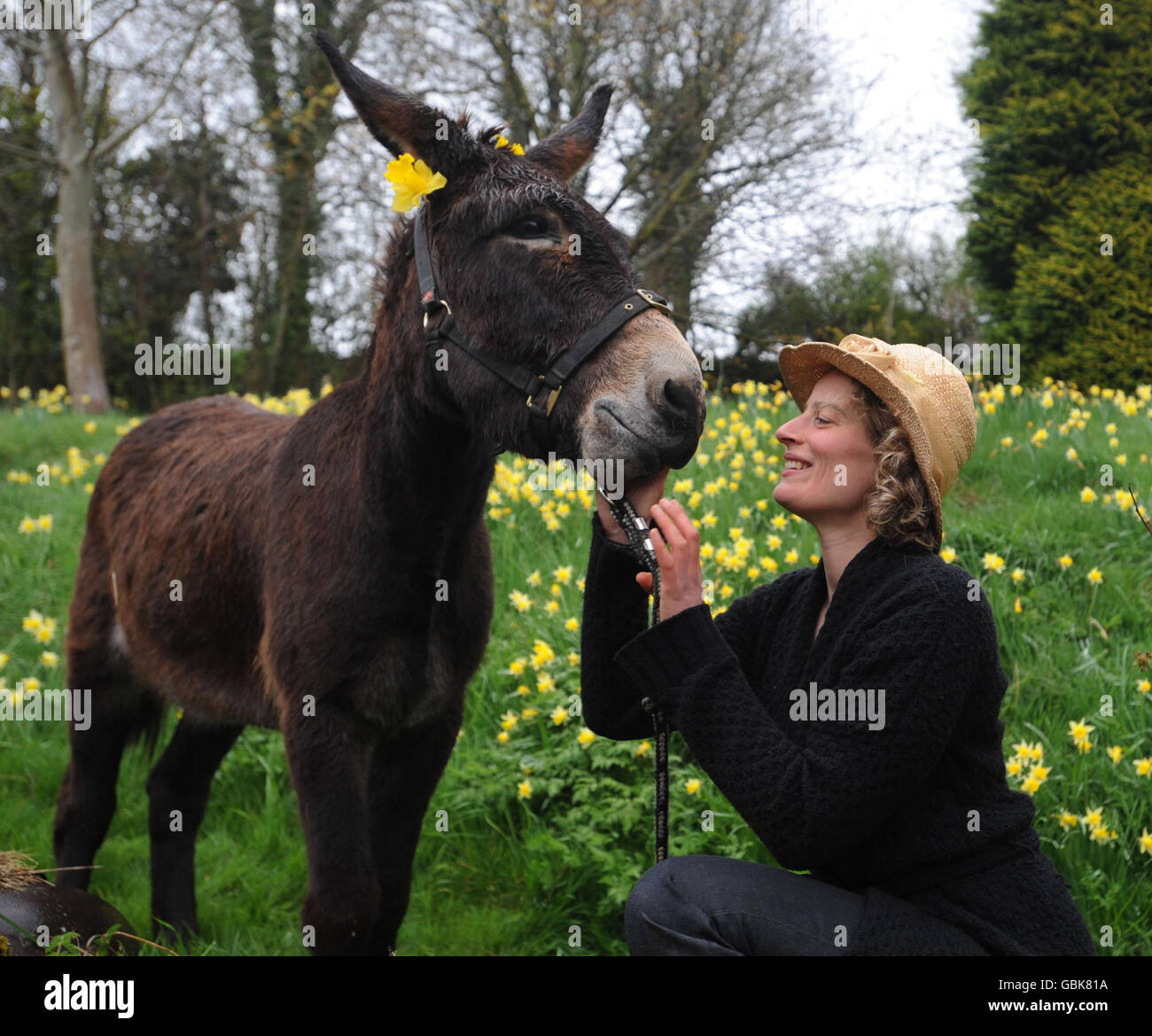 Chalford donkey hi-res stock photography and images - Alamy