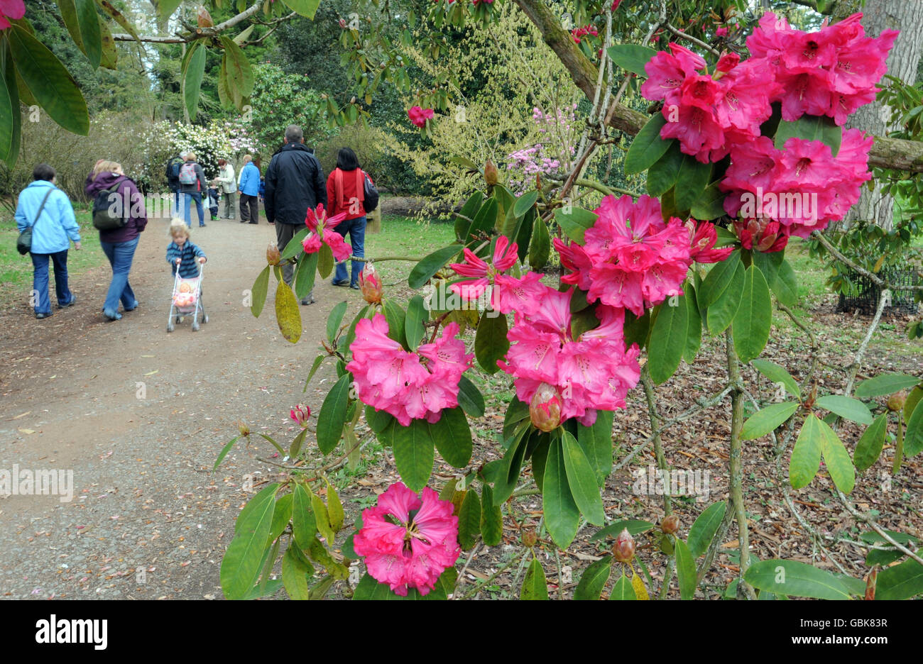 Visitor to westonbirt arboretum hi-res stock photography and images - Alamy