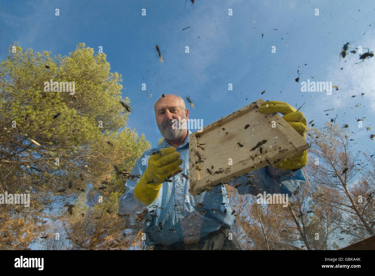 Ant husbandry hi-res stock photography and images - Alamy
