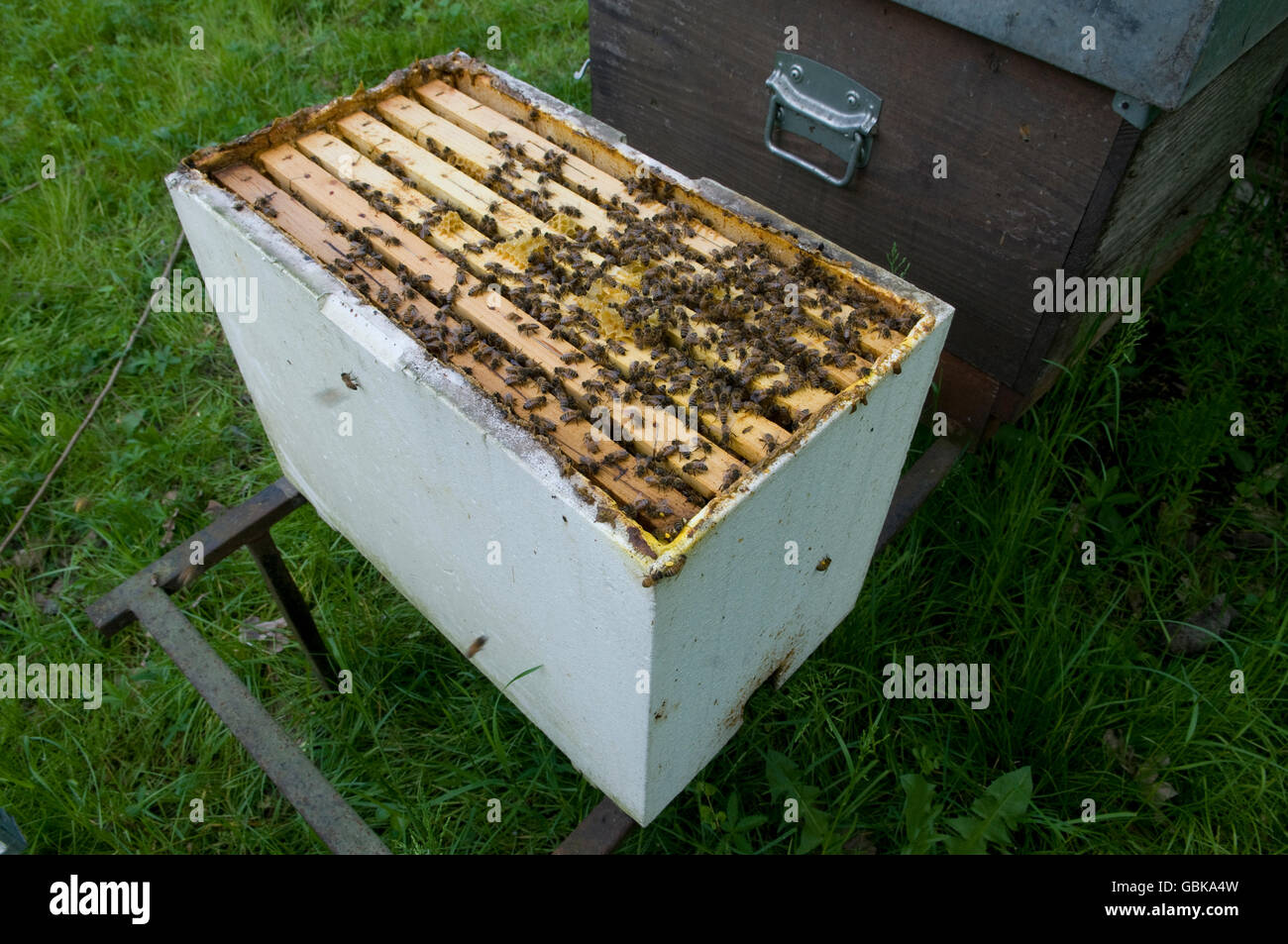 Brood box with polystyrene used for bee breeding Stock Photo - Alamy