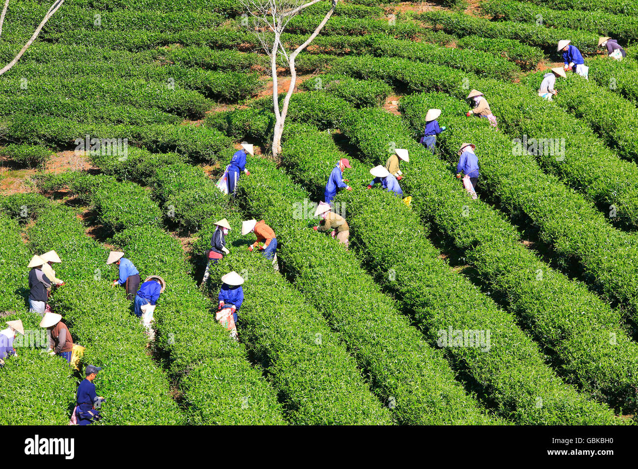 A group of farmers picking tea on a summer afternoon in Cau Dat tea ...
