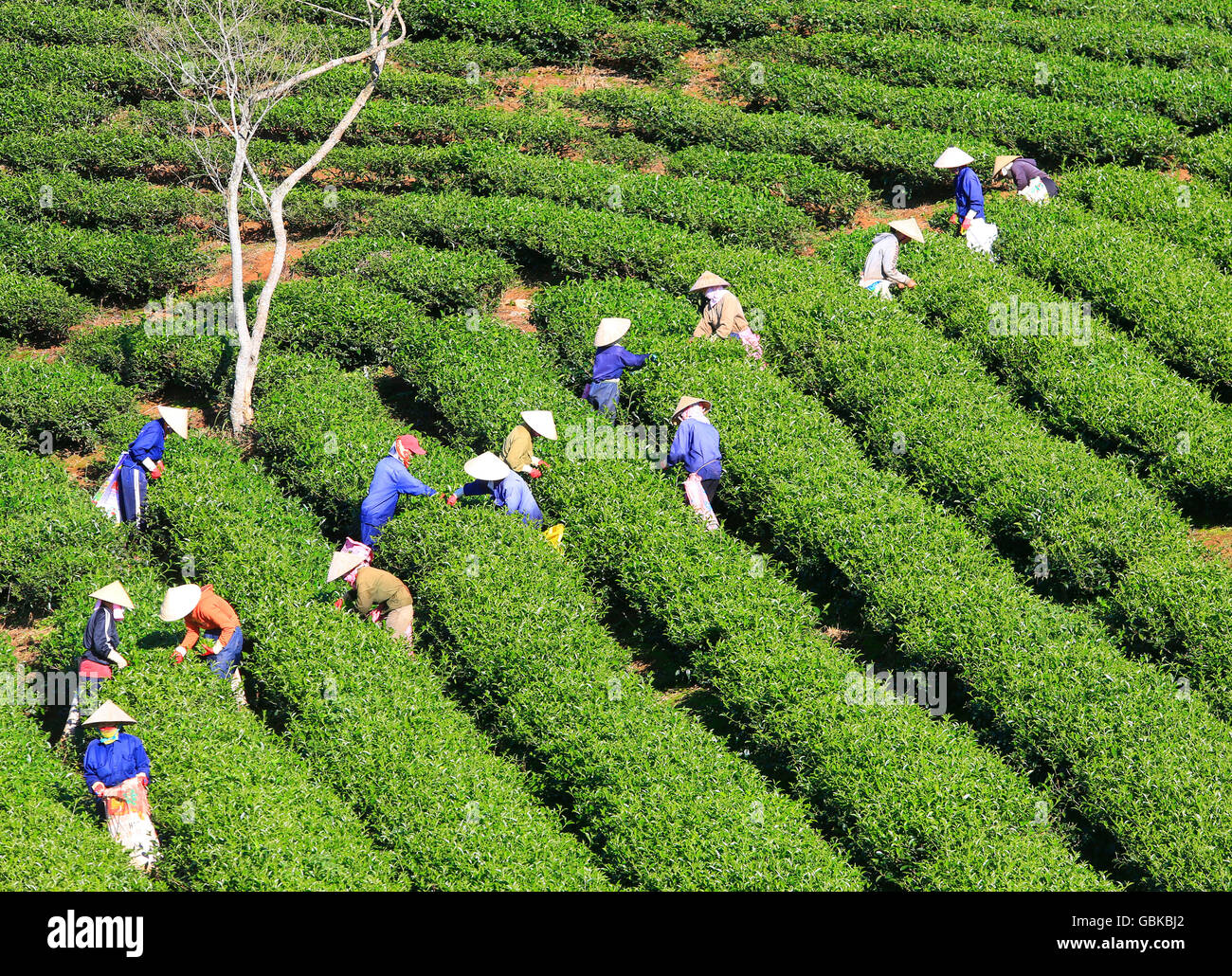 Cau dat tea hill hi-res stock photography and images - Alamy