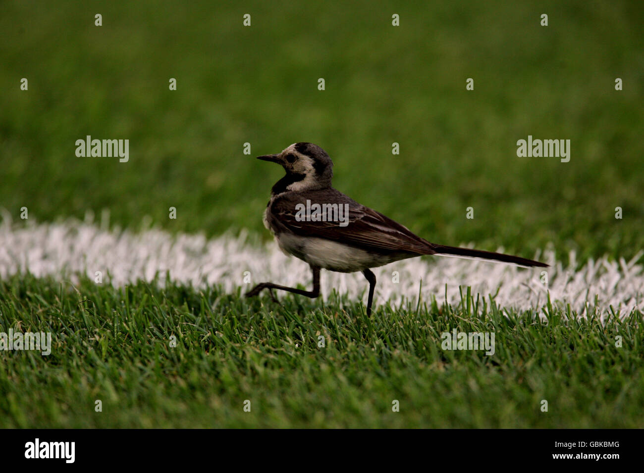 Uefa euro 2004 do dragao stadium hi-res stock photography and images ...