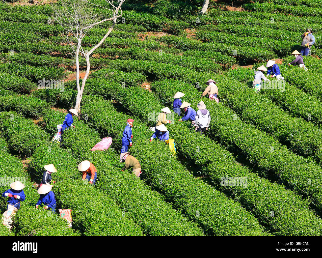 A group of farmers picking tea on a summer afternoon in Cau Dat tea ...