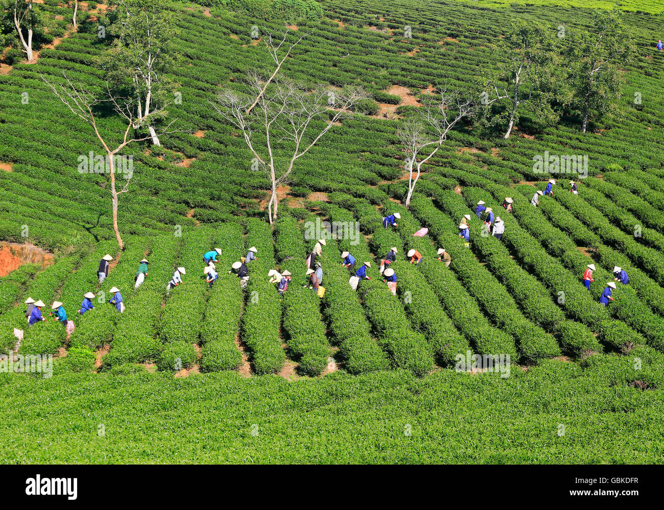 A group of farmers picking tea on a summer afternoon in Cau Dat tea ...