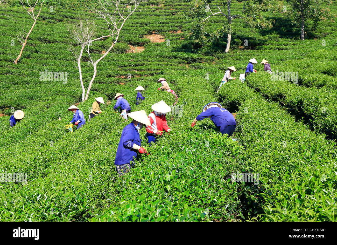A group of farmers picking tea on a summer afternoon in Cau Dat tea ...