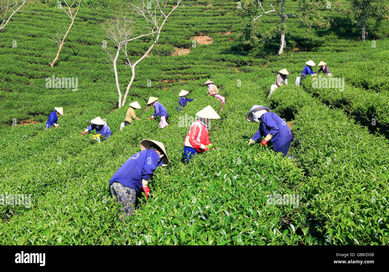 A group of farmers picking tea on a summer afternoon in Cau Dat tea ...
