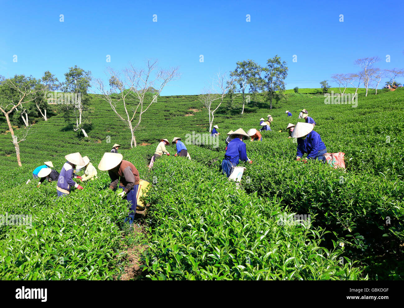 A group of farmers picking tea on a summer afternoon in Cau Dat tea ...