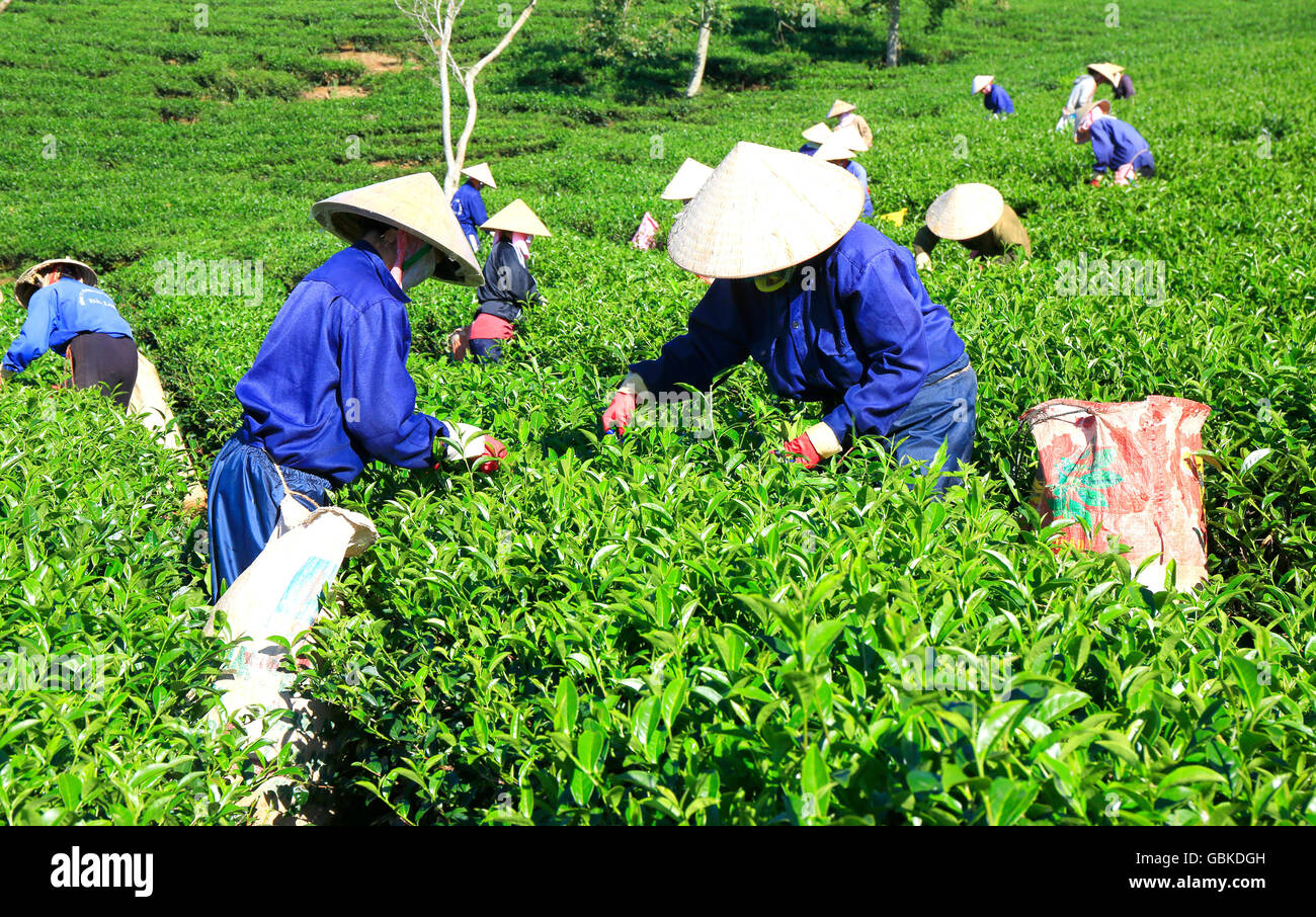 A group of farmers picking tea on a summer afternoon in Cau Dat tea ...