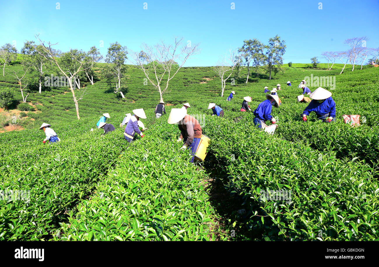 A group of farmers picking tea on a summer afternoon in Cau Dat tea ...