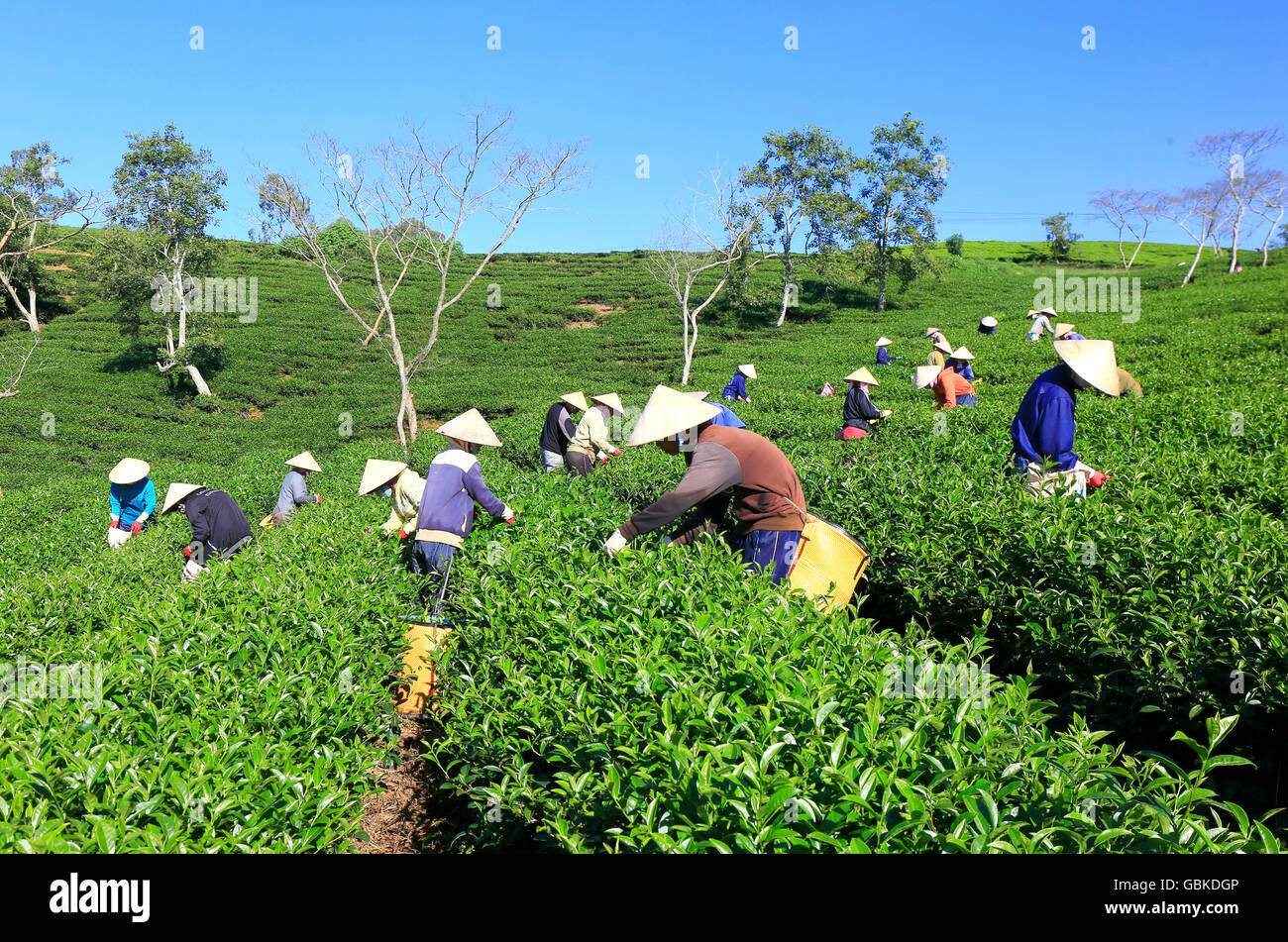 Group farmers picking tea hi-res stock photography and images - Alamy