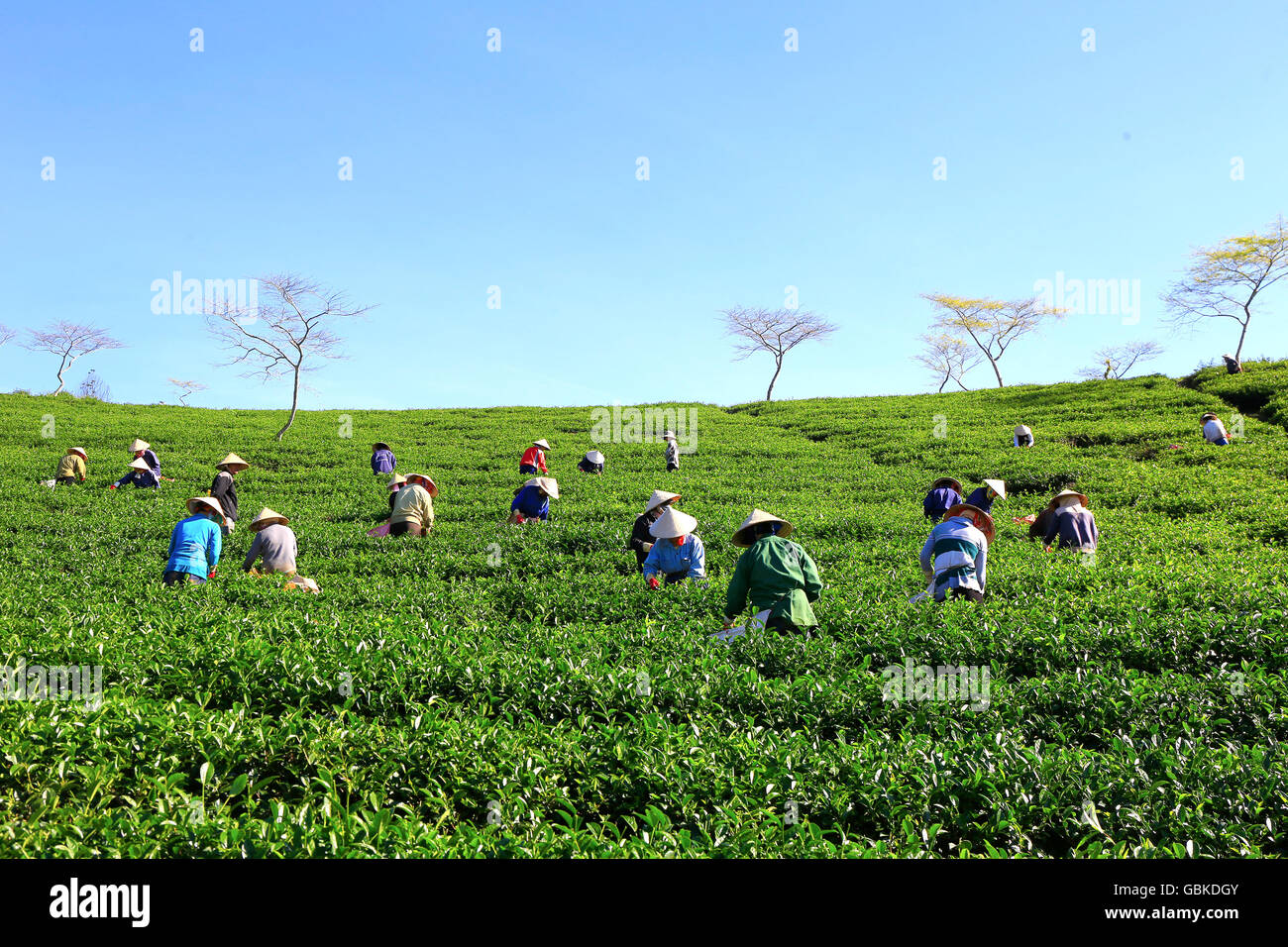 A group of farmers picking tea on a summer afternoon in Cau Dat tea ...