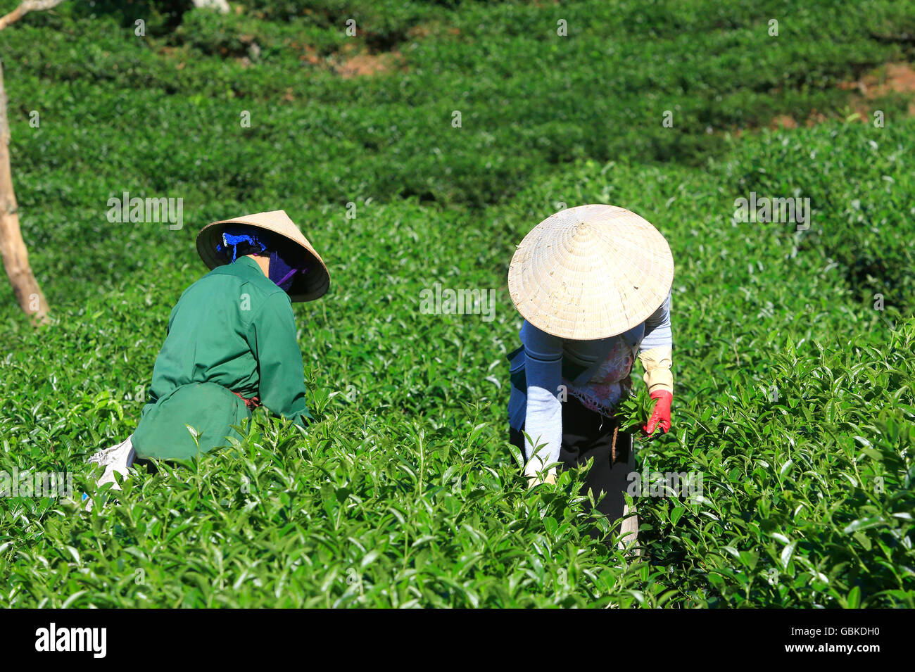 Farmers picking tea on a summer afternoon in Cau Dat tea plantation, Da ...