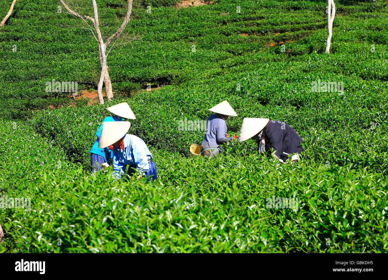A group of farmers picking tea on a summer afternoon in Cau Dat tea ...